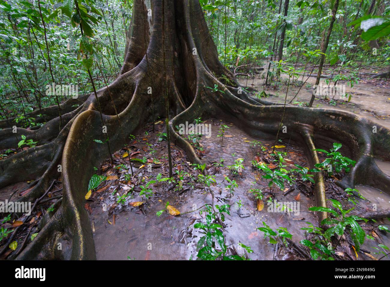 Blood wood tree hi-res stock photography and images - Alamy