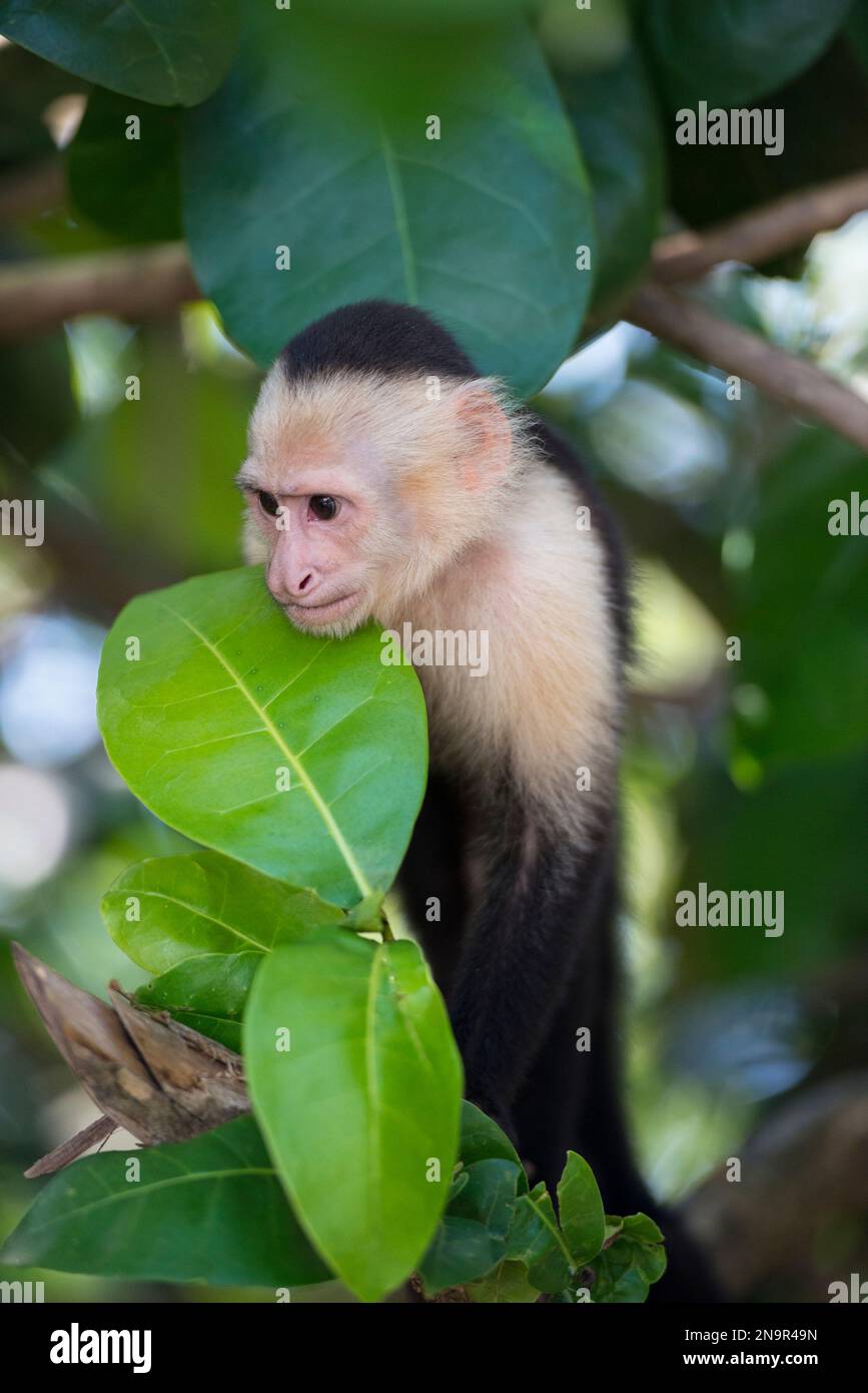A white throated capuchin monkey, Cebus capucinus in a rainforest Stock ...