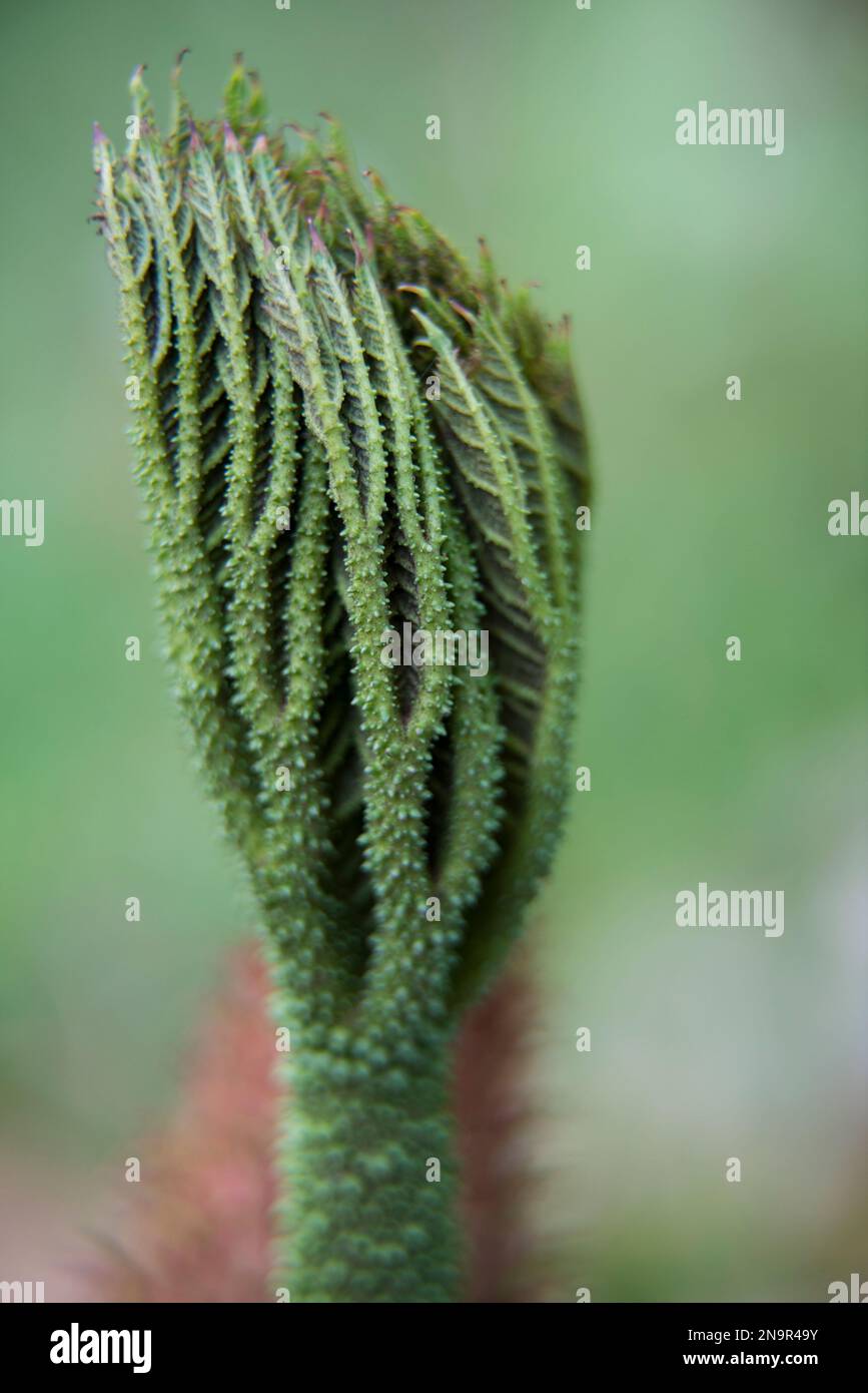 Close-up of the leaf of a Poor man's umbrella plant (Gunnera insignis ...