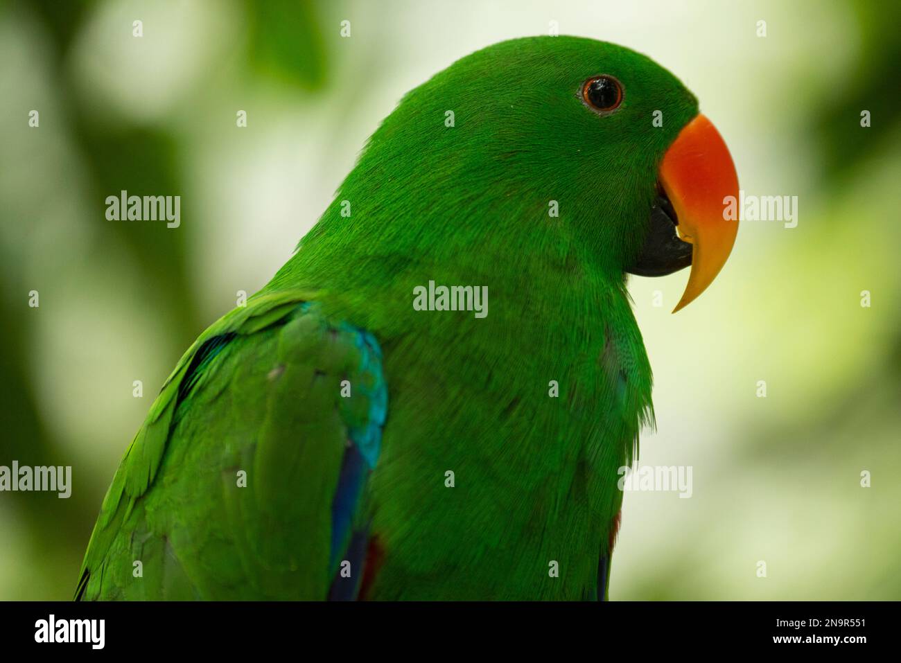 Close-up portrait of a male Eclectus parrot (Eclectus roratus) in a ...