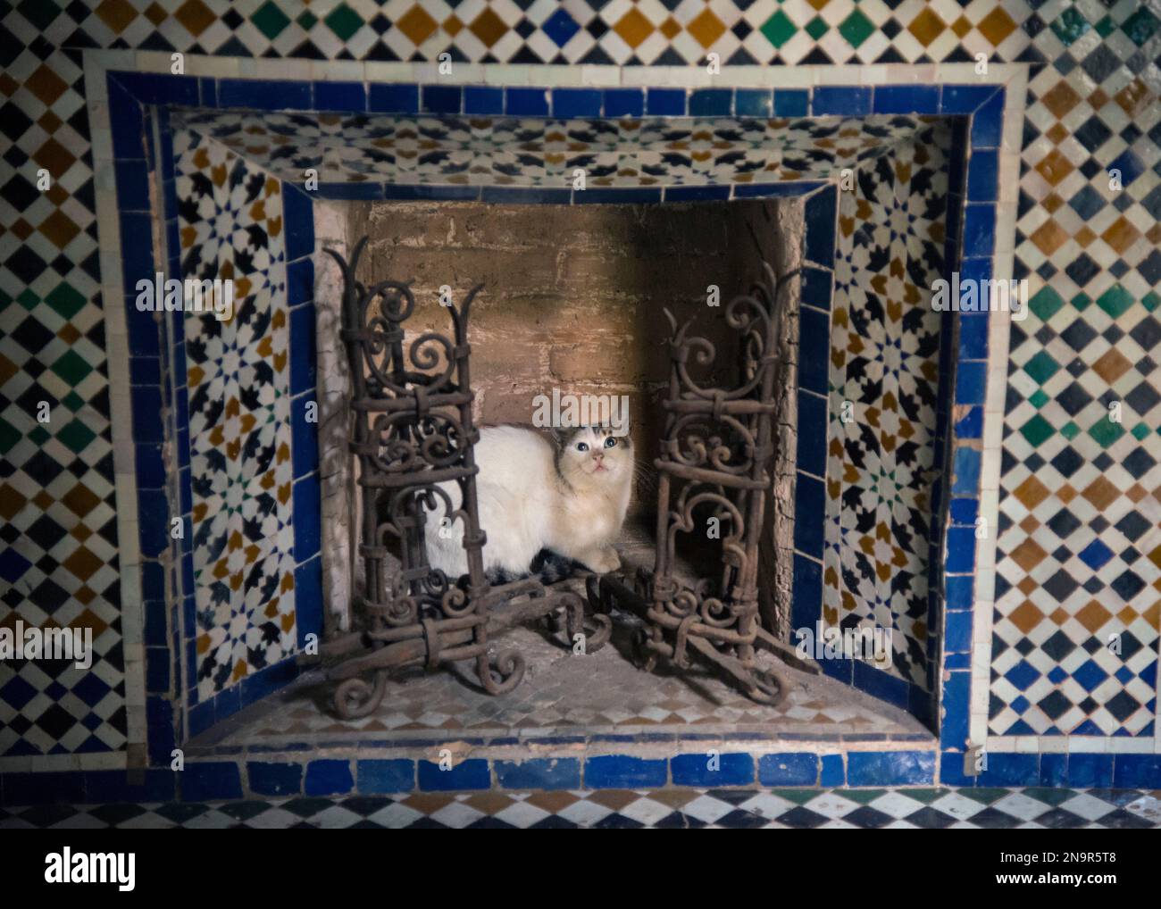 Palace cat hi-res stock photography and images - Alamy