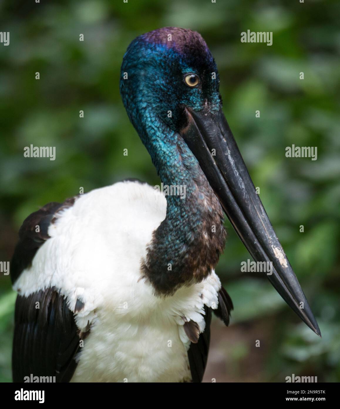 Storks are long necked wading birds hi-res stock photography and images ...