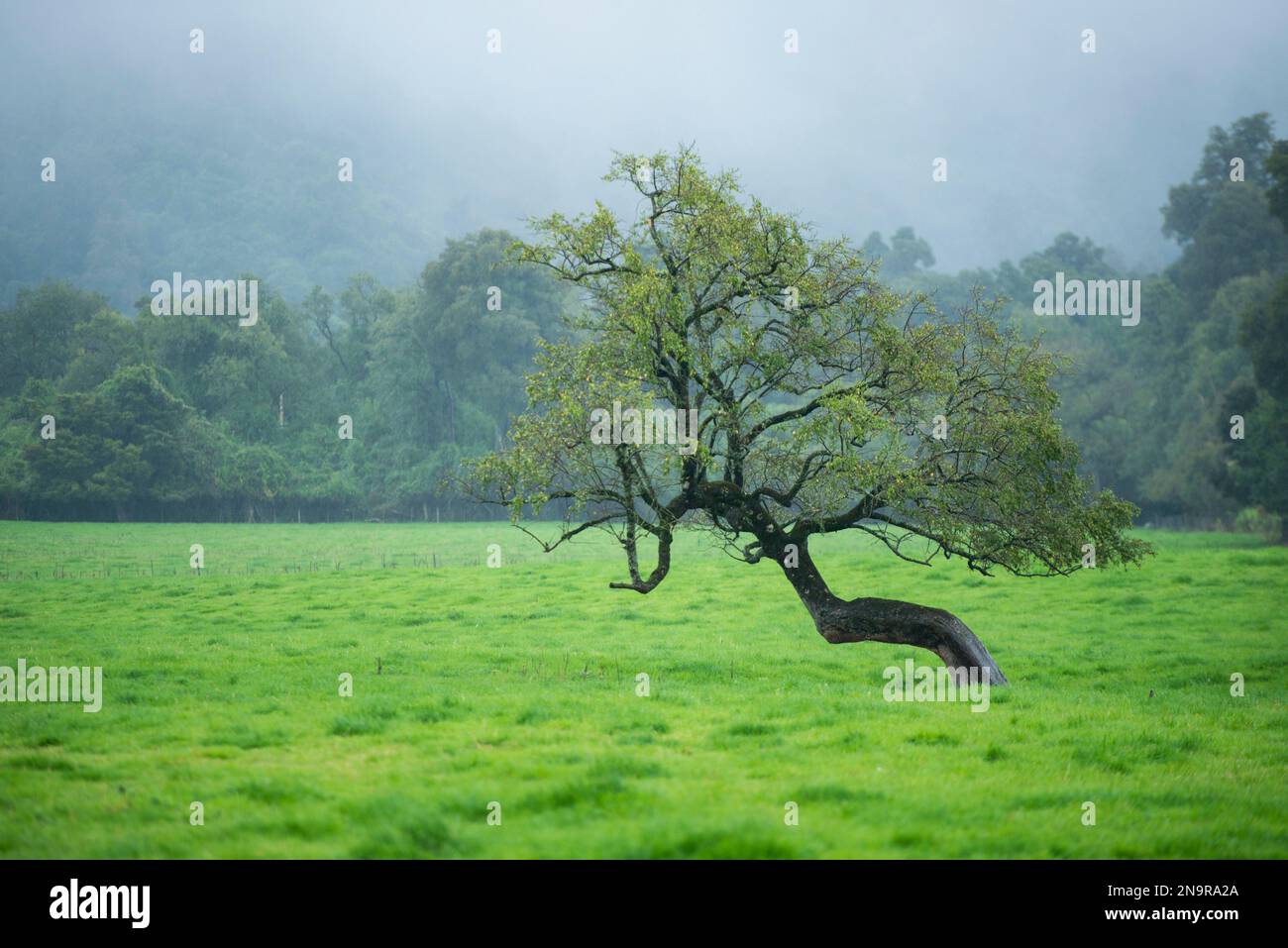 Lone tree leaning in a grass field; South Island, New Zealand Stock ...