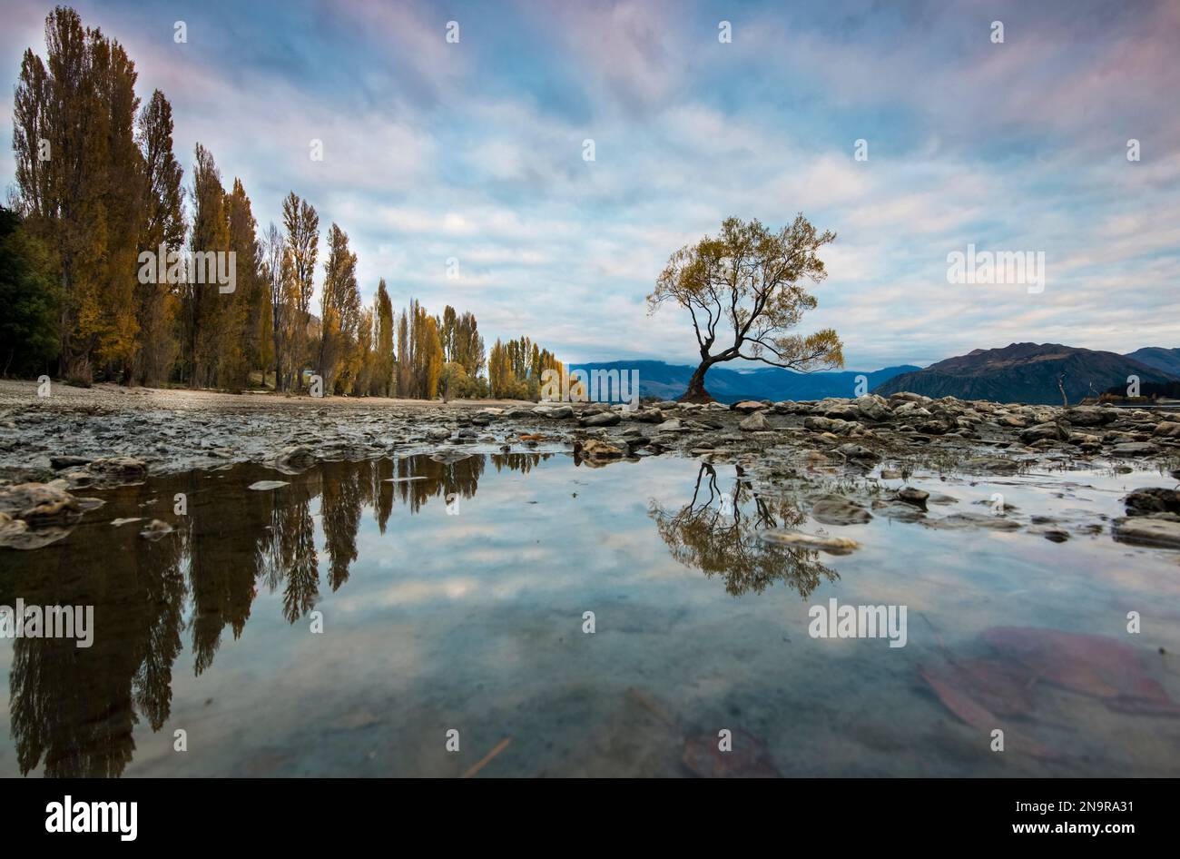 Pacific willow tree hi-res stock photography and images - Alamy