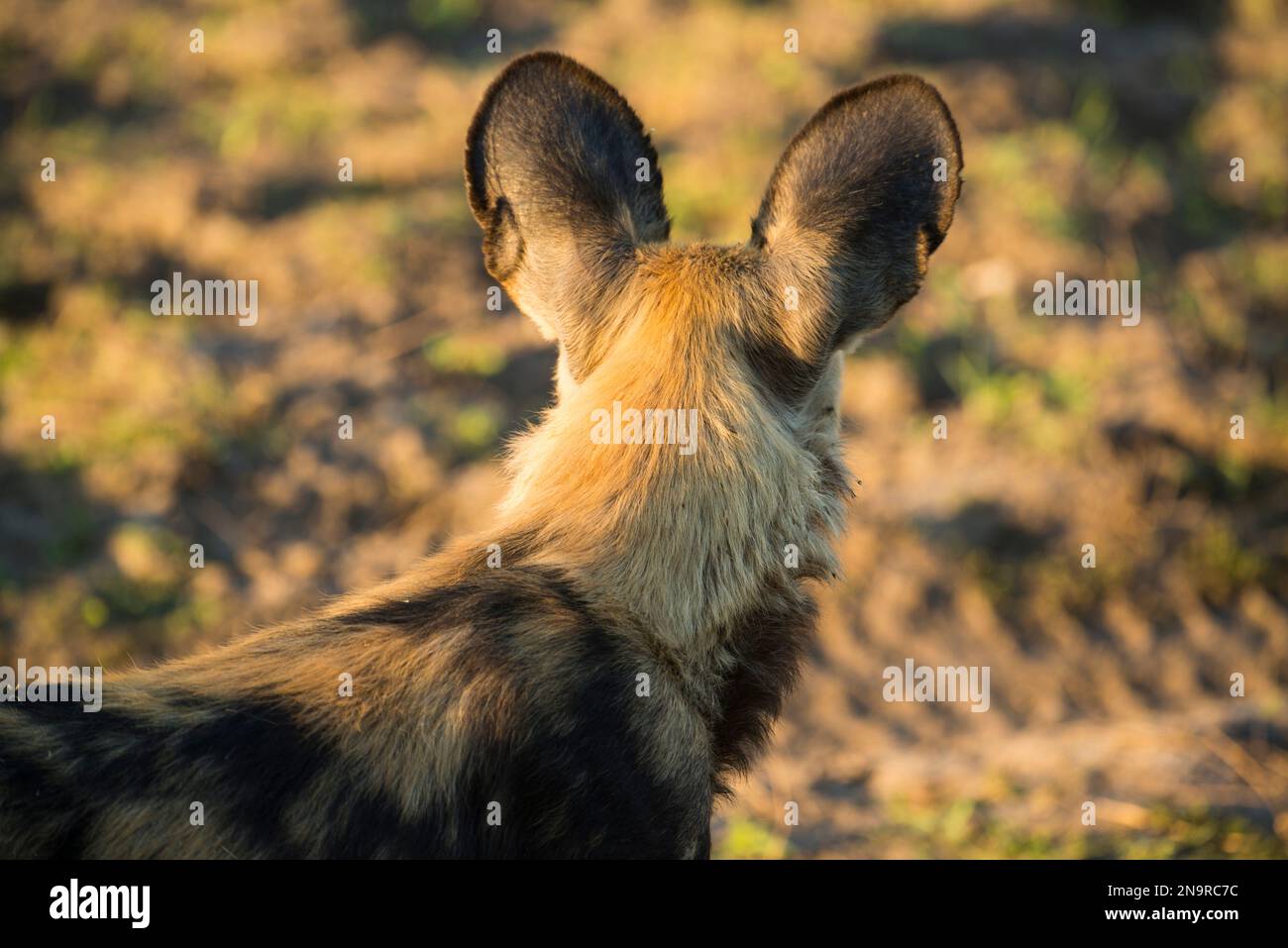 Rear view of a wild dog head (Lycaon pictus) at Selinda Reserve ...
