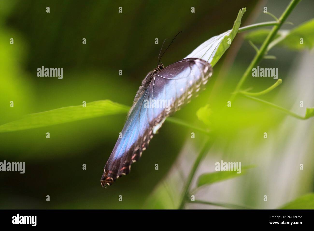 Beautiful blue morpho butterfly in the jungle Stock Photo - Alamy