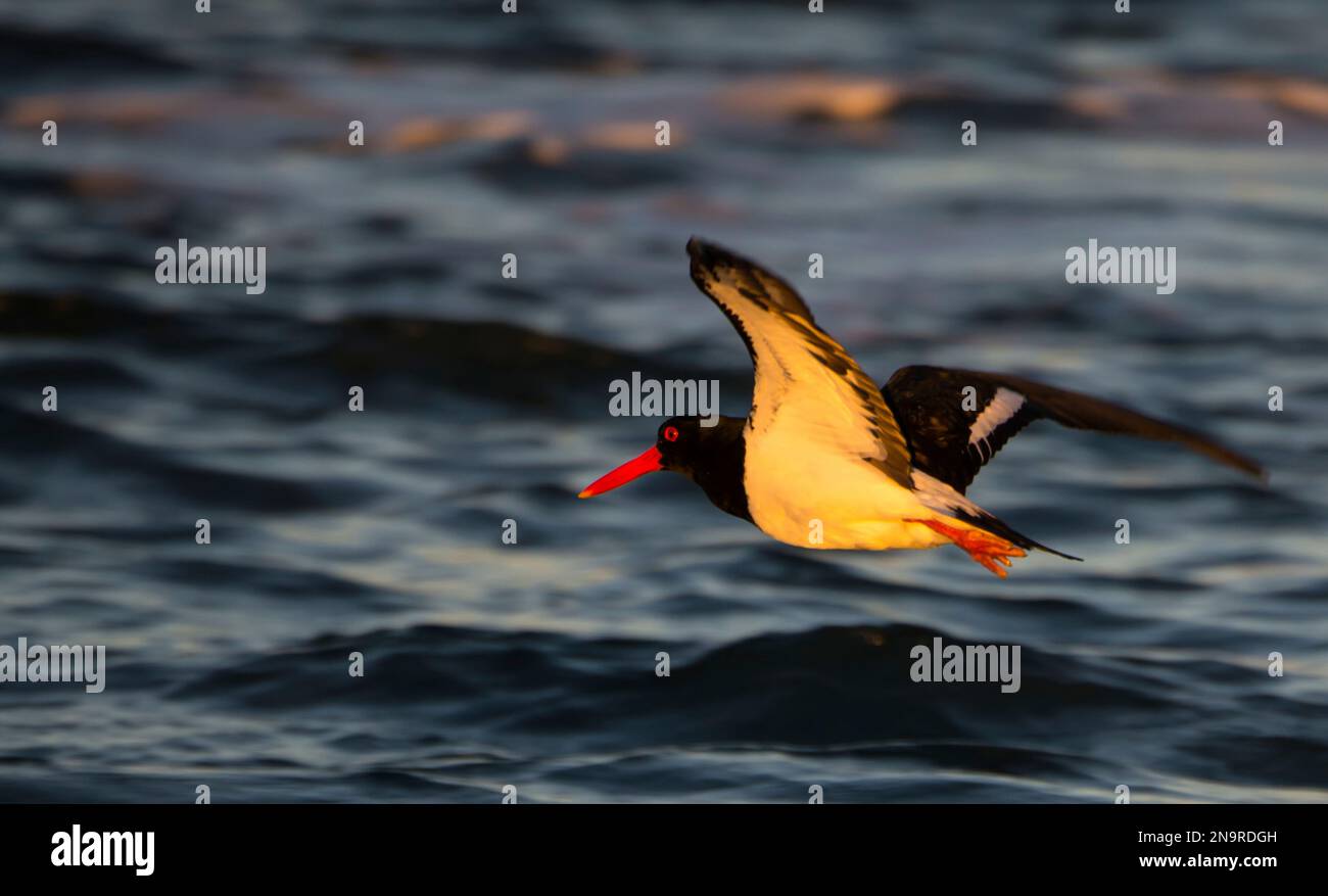 Flying oystercatcher (Haematopus sp.) on the King George River in ...