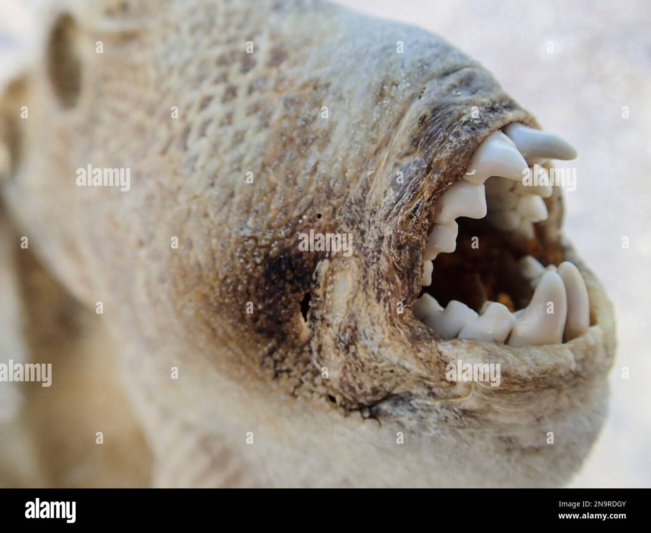 Part of a dried and shriveled fish on a beach; Baja California, Mexico ...