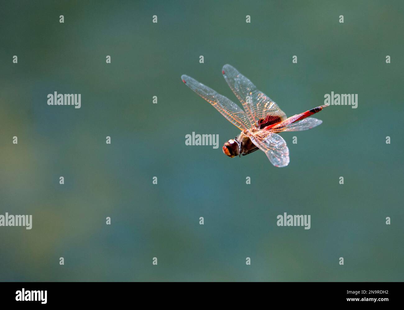 Hovering dragonfly with a blue-green background at Talbot Bay in ...