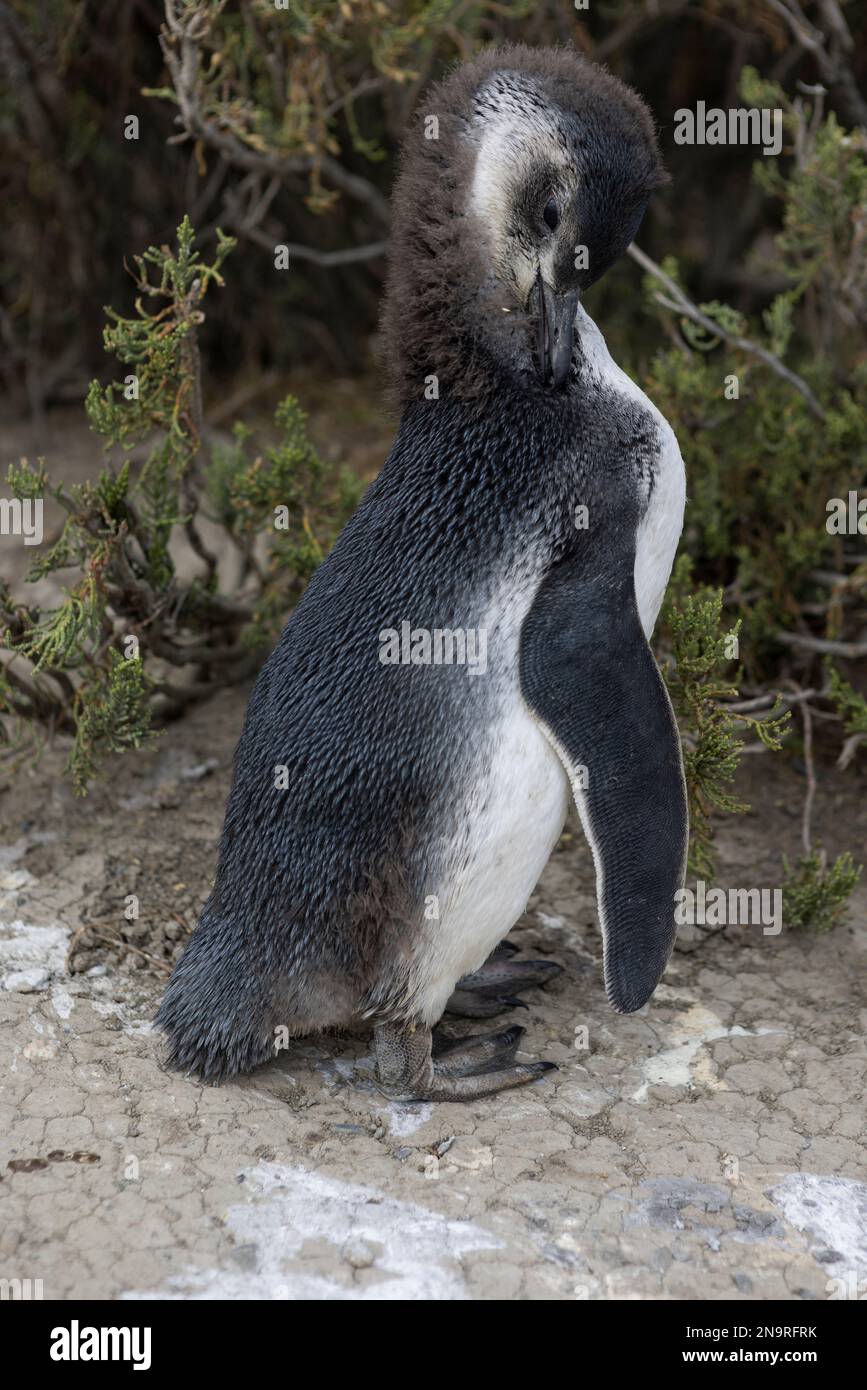 Penguins In South America