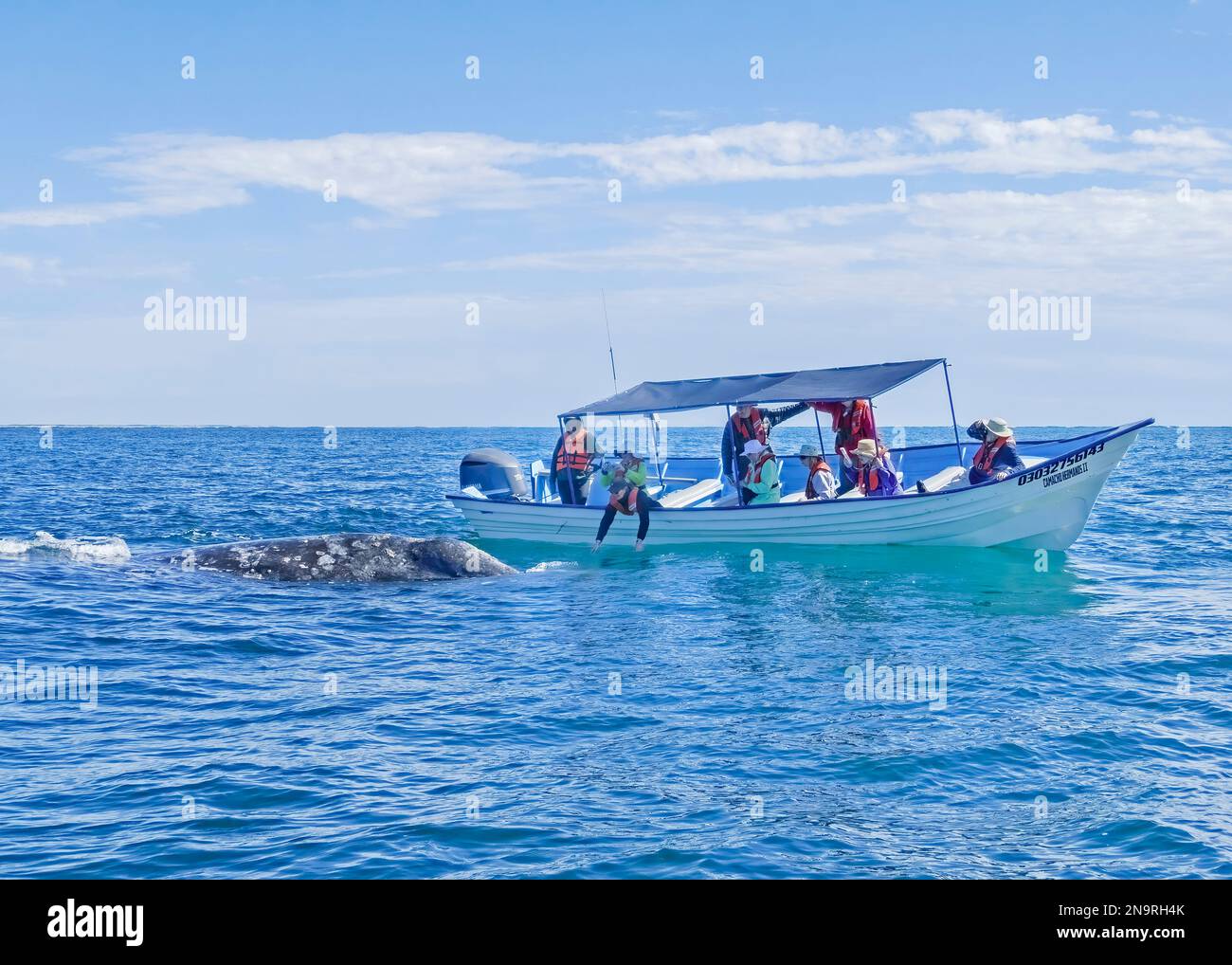 A Gray whale (Eschrichtius robustus) approches a whale watching boat in ...