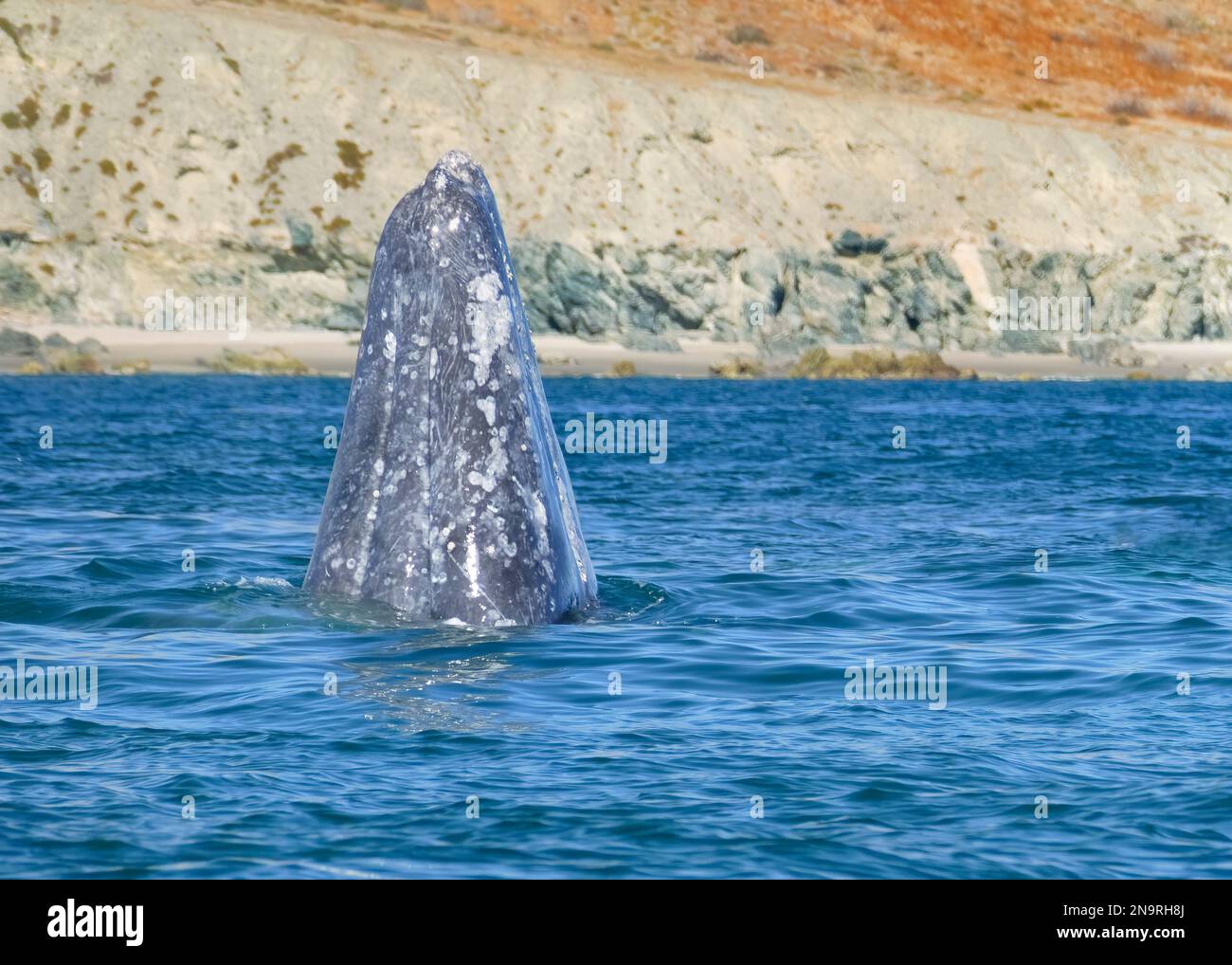 Gray whale (Eschrichtius robustus) spy-hopping in Magdelana Bay, Baja ...