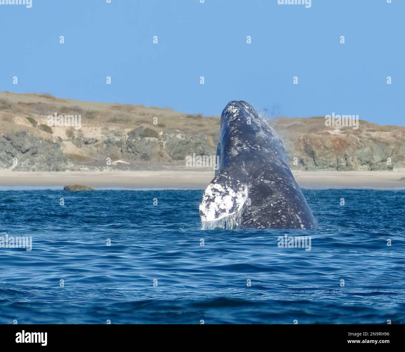 Grey whale (Eschrichtius robustus) breaching in Magdelan Bay, Baja ...