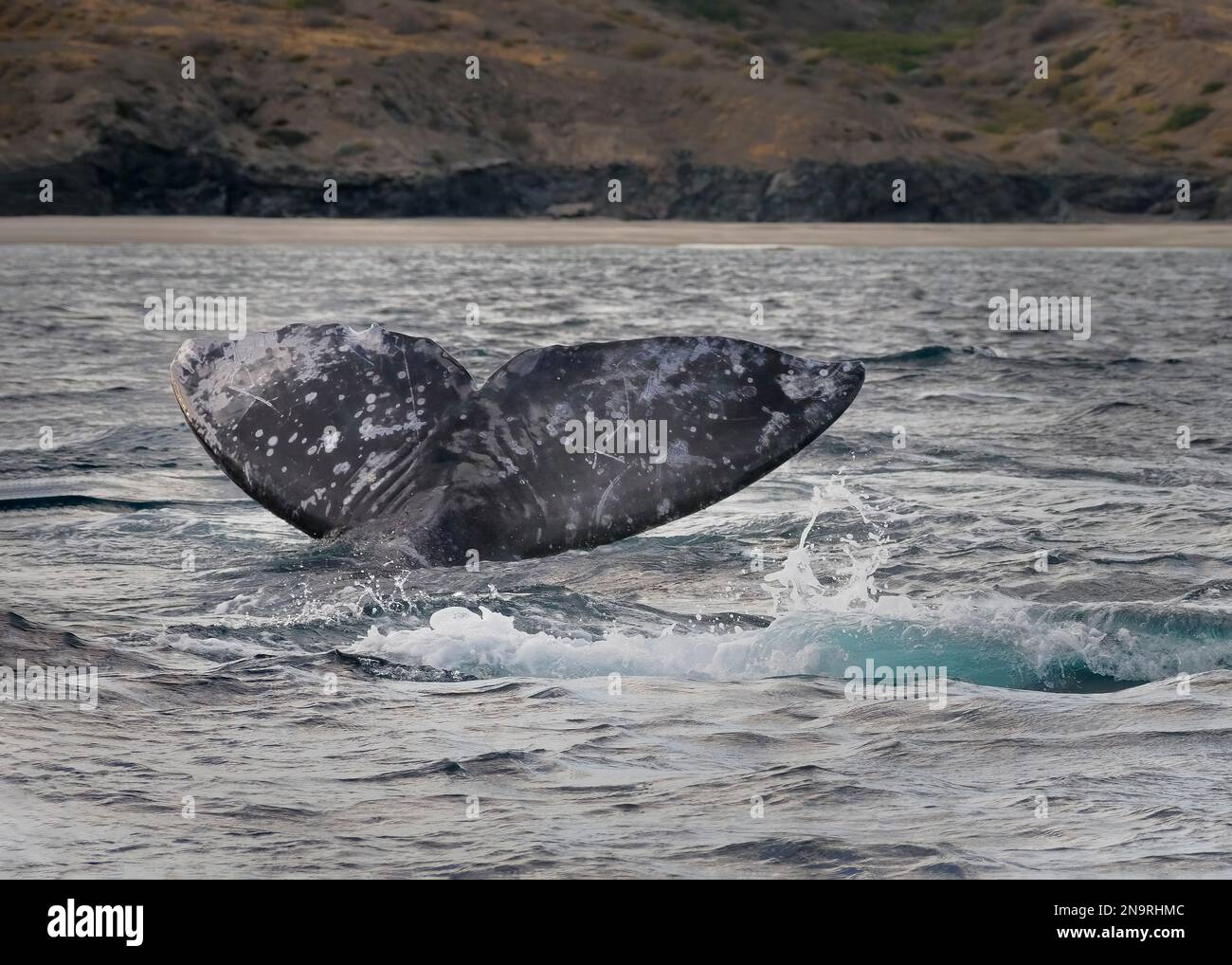 Grey whale (Eschrichtius robustus) tail, Magdelana Bay, Baja California ...