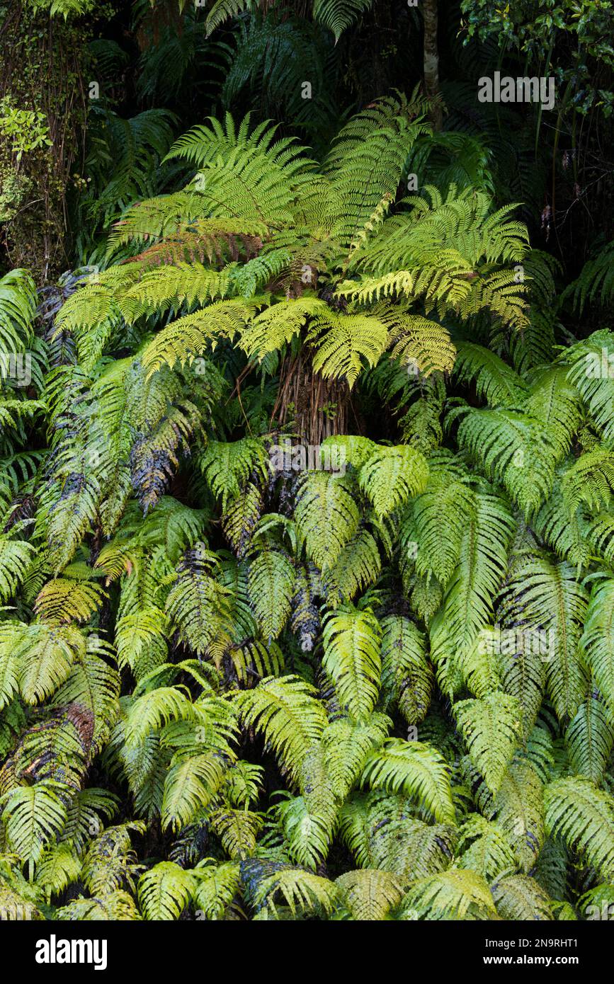 Silver tree-ferns (Alsophila dealbata), a species of medium-sized tree ...