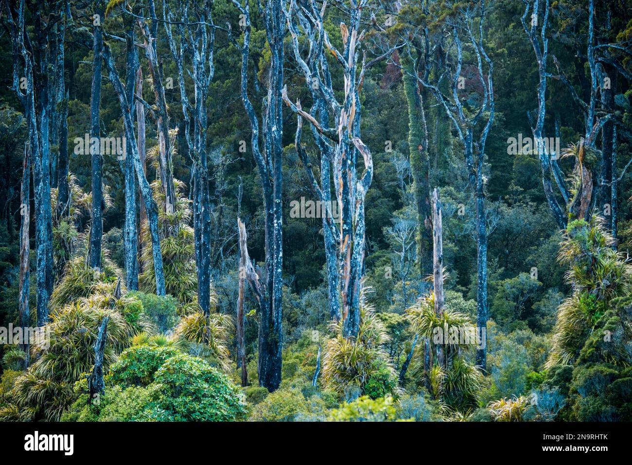Haast new zealand hi-res stock photography and images - Alamy