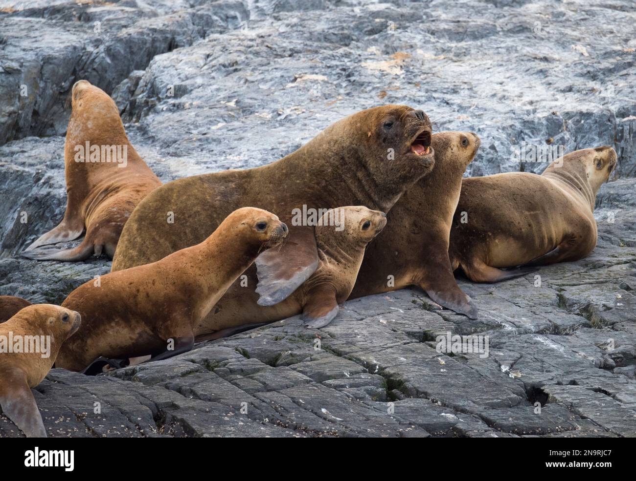 Family of South American Sea Lions (Otaria flavescens) rest on rocks in ...