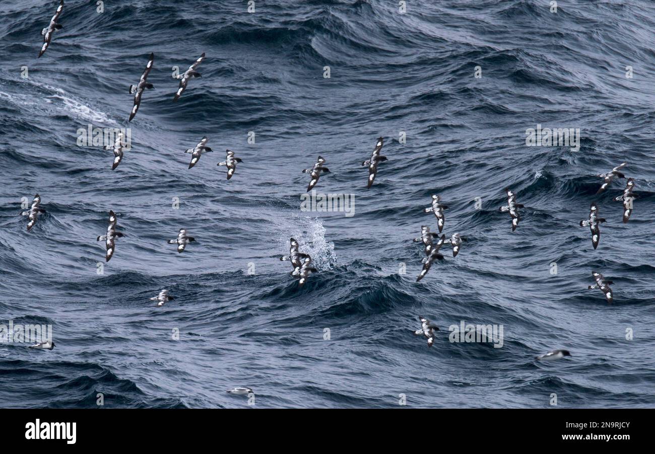 Cape petrels (Daption capensis) soar above the ocean waves in Drake ...