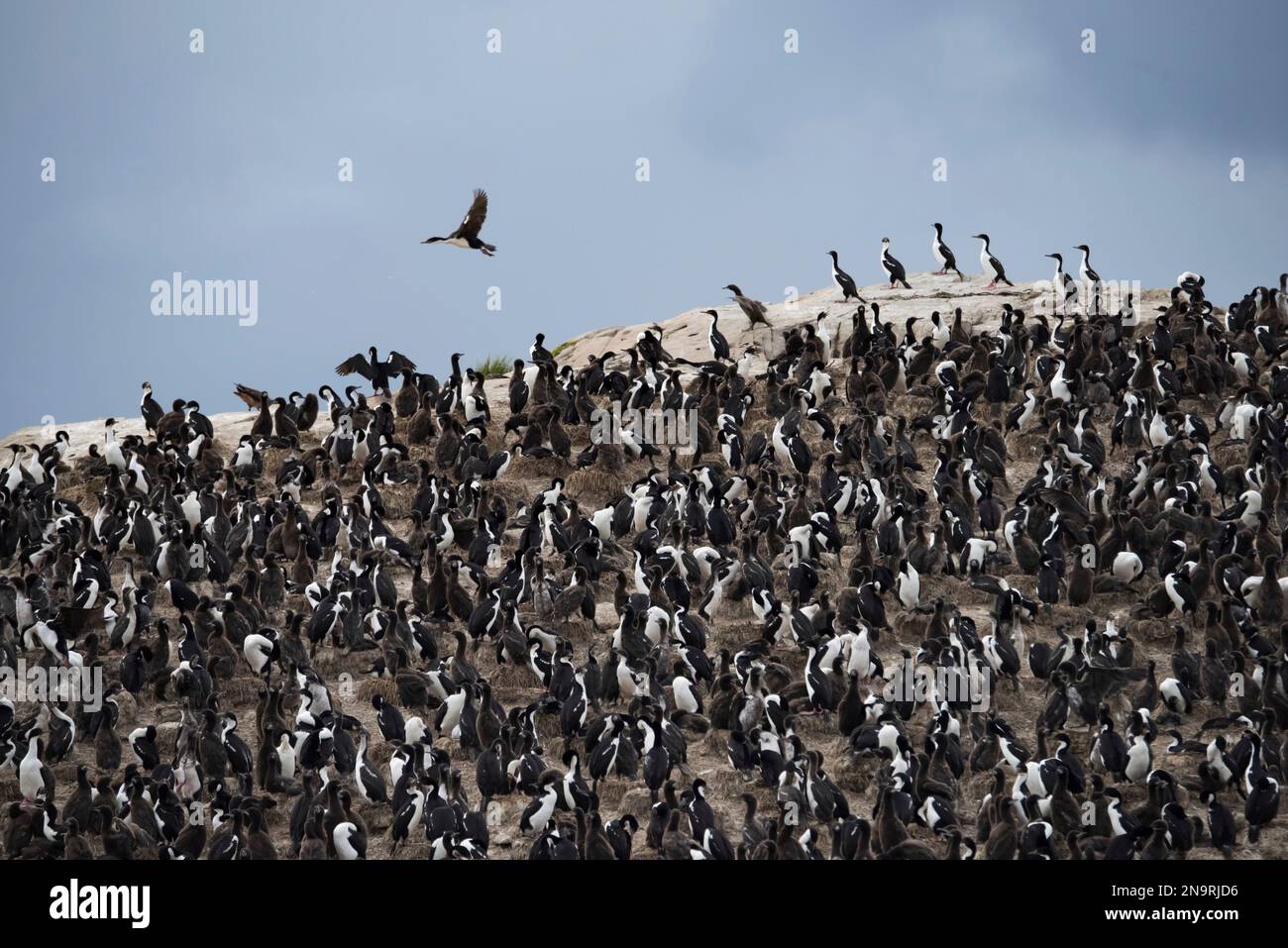 Shag (Phalacrocorax atriceps) soars above a colony of King penguins ...