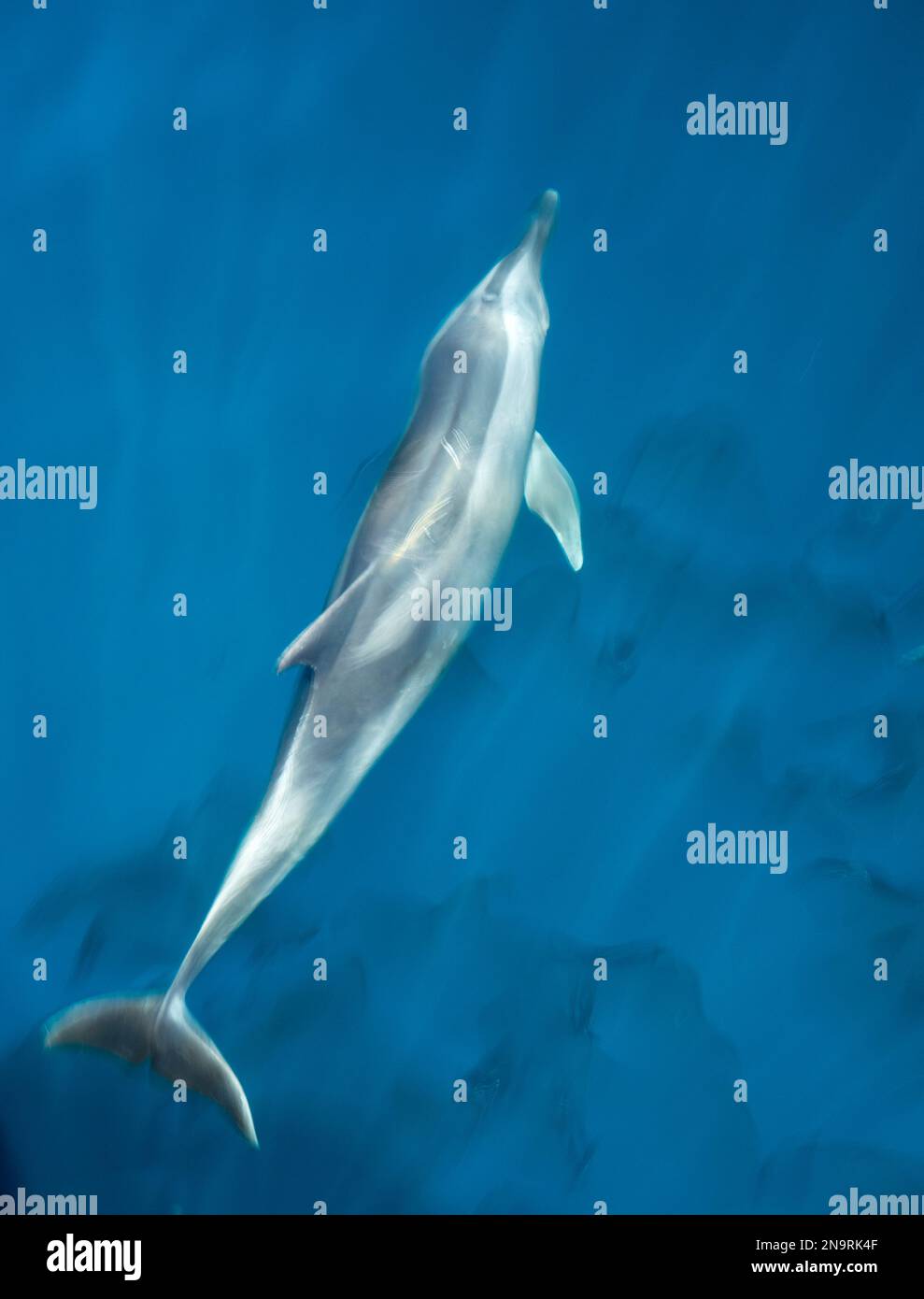 Swimming dolphin wild tropical hi-res stock photography and images - Alamy
