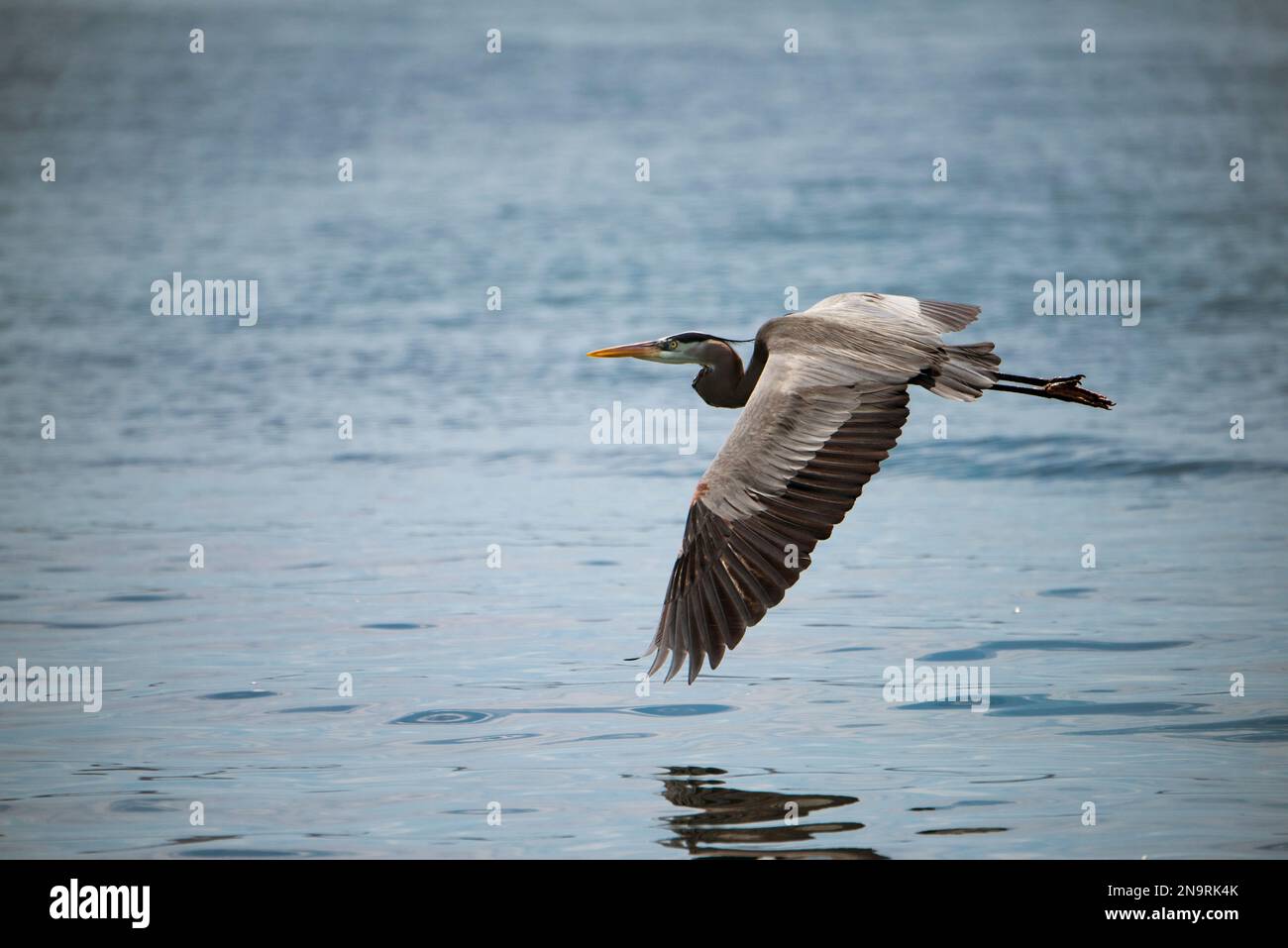 Heron (Ardeidae sp.) flying low over the water's surface; Baja ...