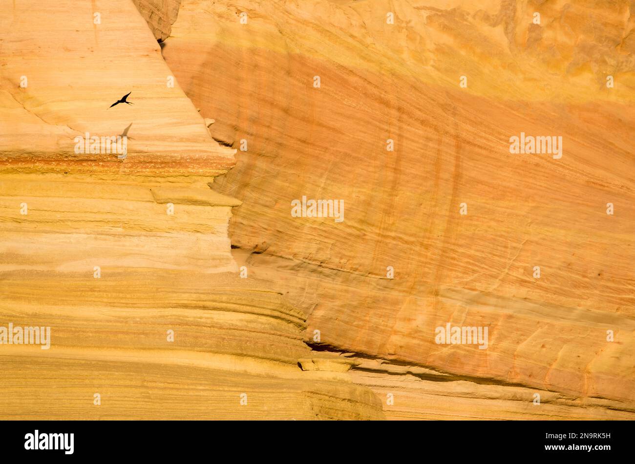 Bird flies at sunrise past sandstone cliffs of Isla San Jose; Isla San ...