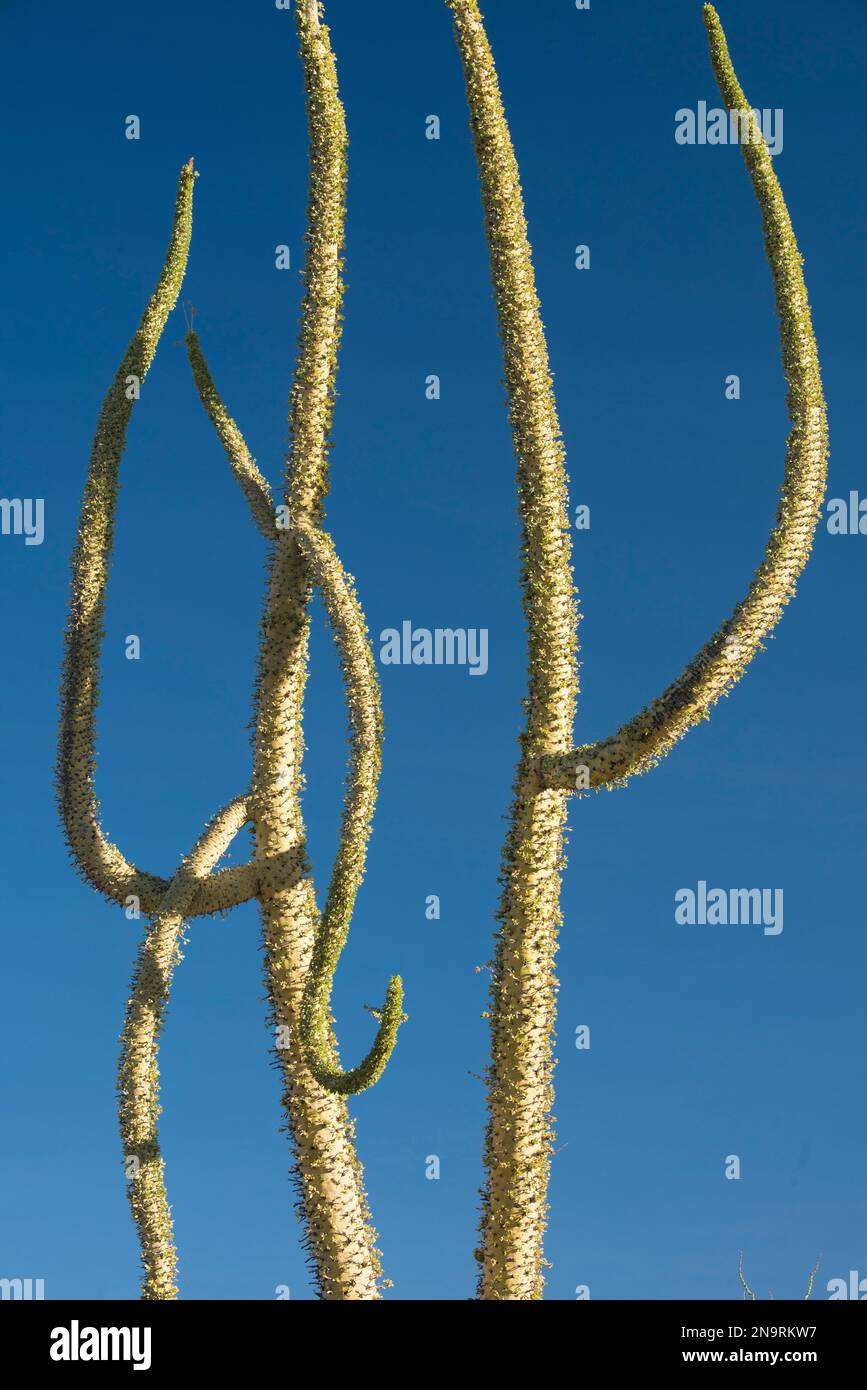 Boojum trees (Fouquieria columnaris) in sunlight against a blue sky, at ...
