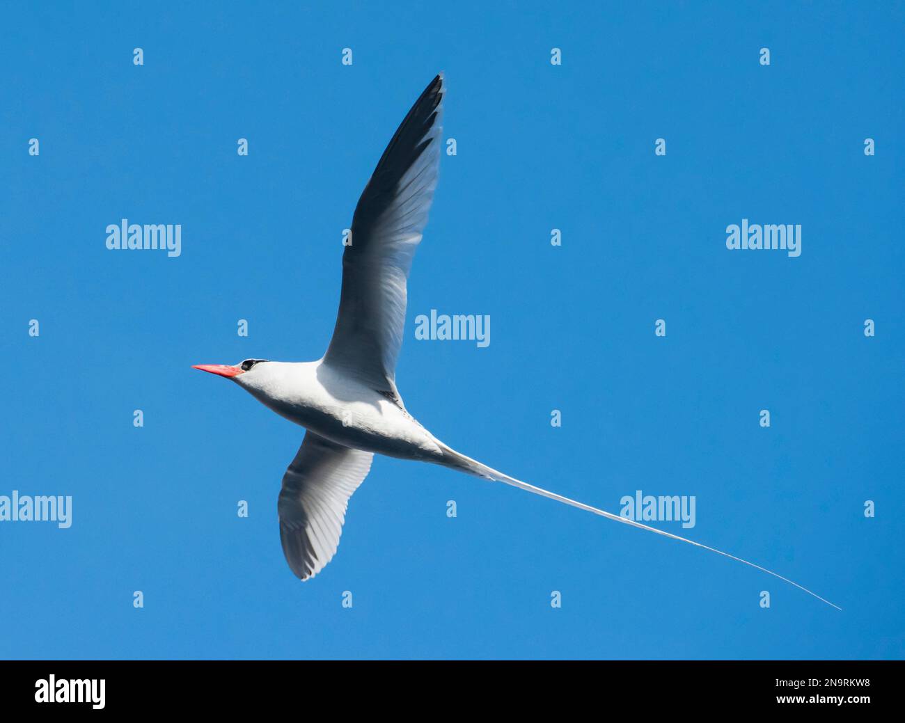 Tropic bird hi-res stock photography and images - Alamy