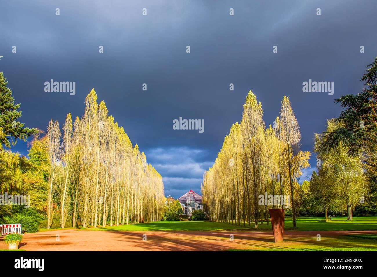 Two rows of beautiful pyramidal poplars in autumn leaf bloom and ...