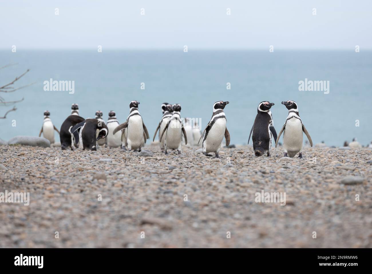 Magellanic penguins at the beach of Cabo Virgenes at kilometer 0 of the ...