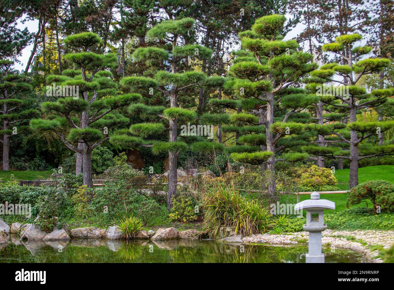 Topiary pine trees in Japanese garden in Nordpark of Dusseldorf, pond and lantern in October ...