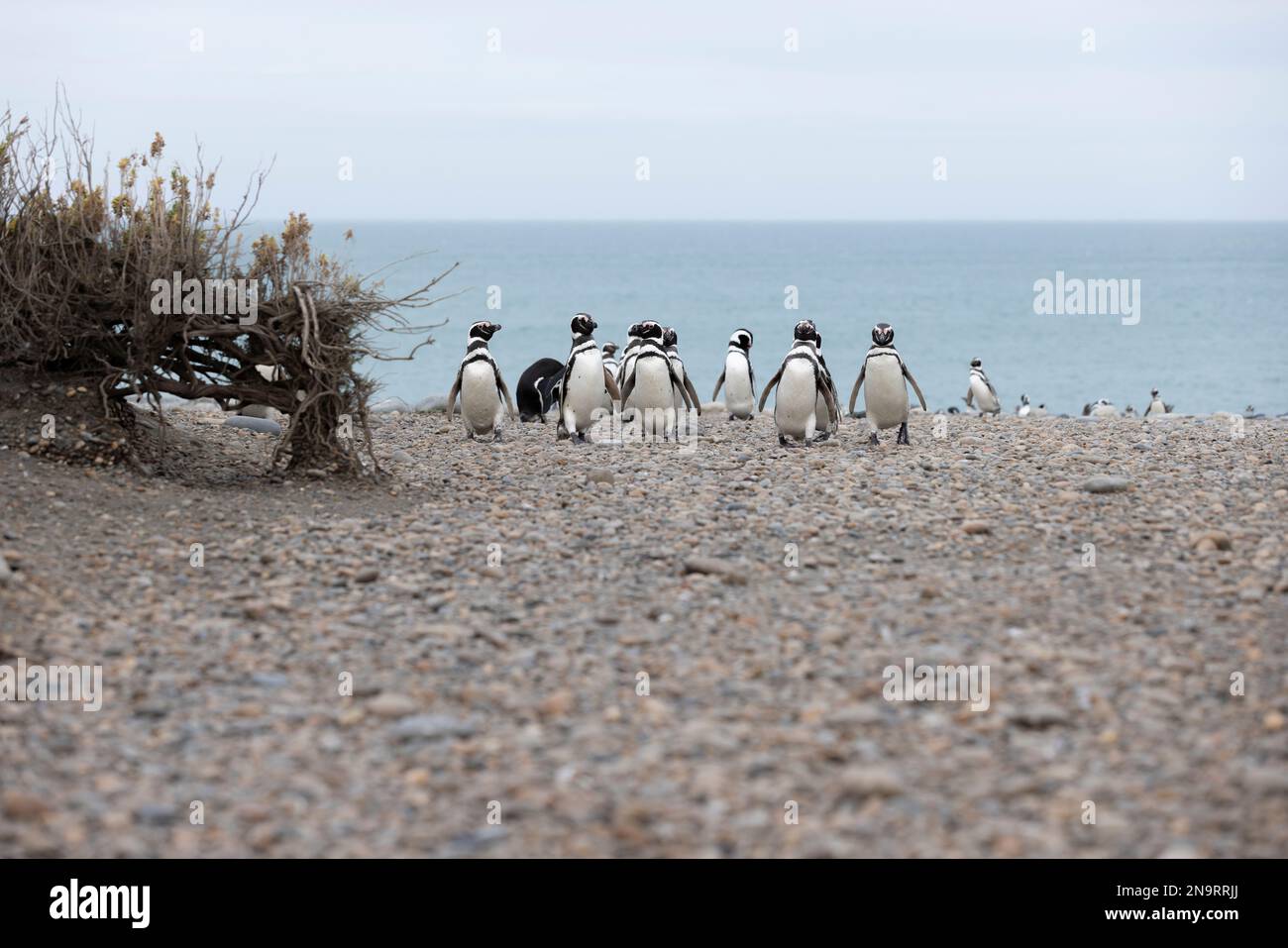 Magellanic penguins at the beach of Cabo Virgenes at kilometer 0 of the ...