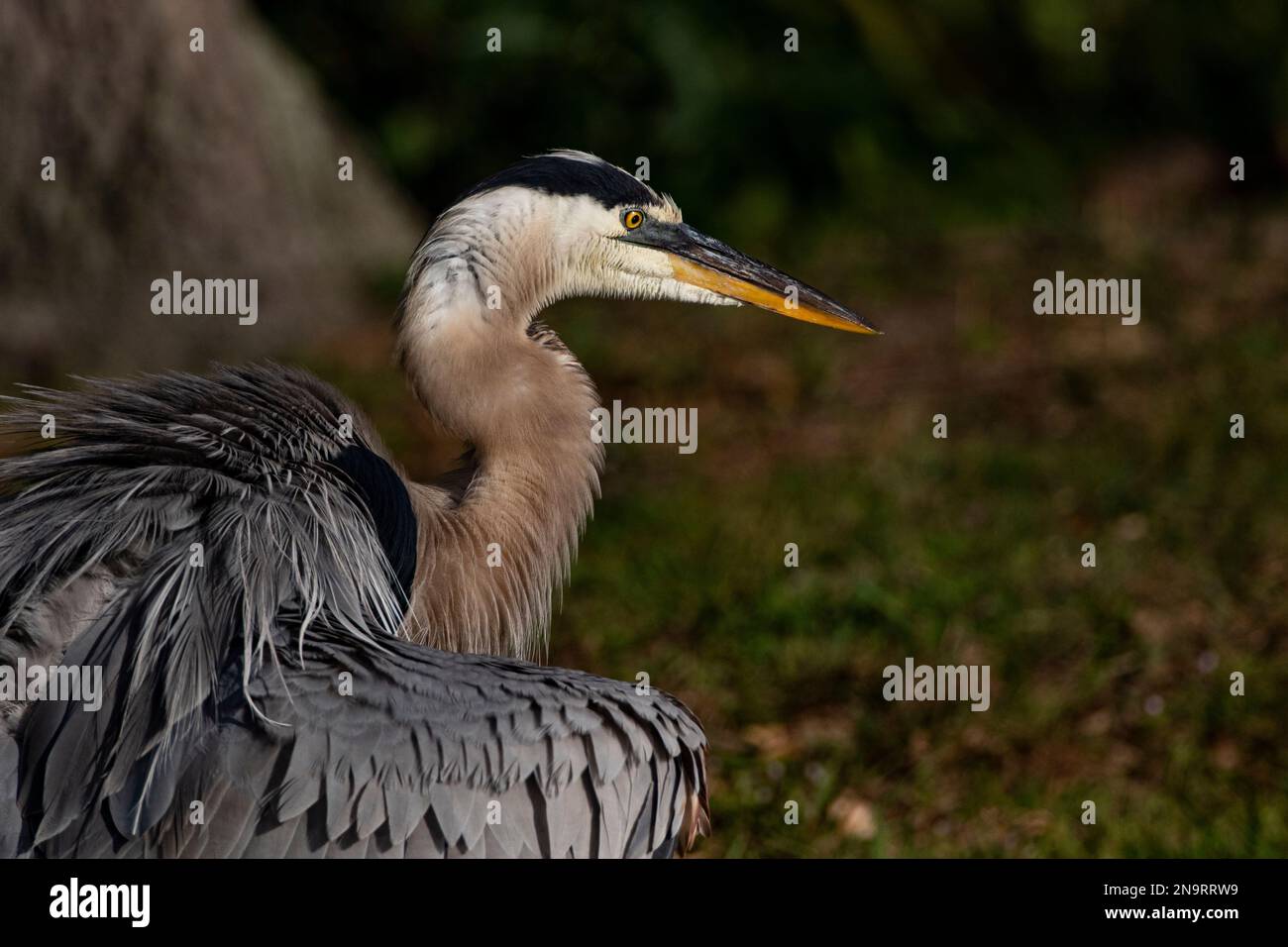 Natural portrait of juvenile Great Blue Heron shaking its feathers dry ...