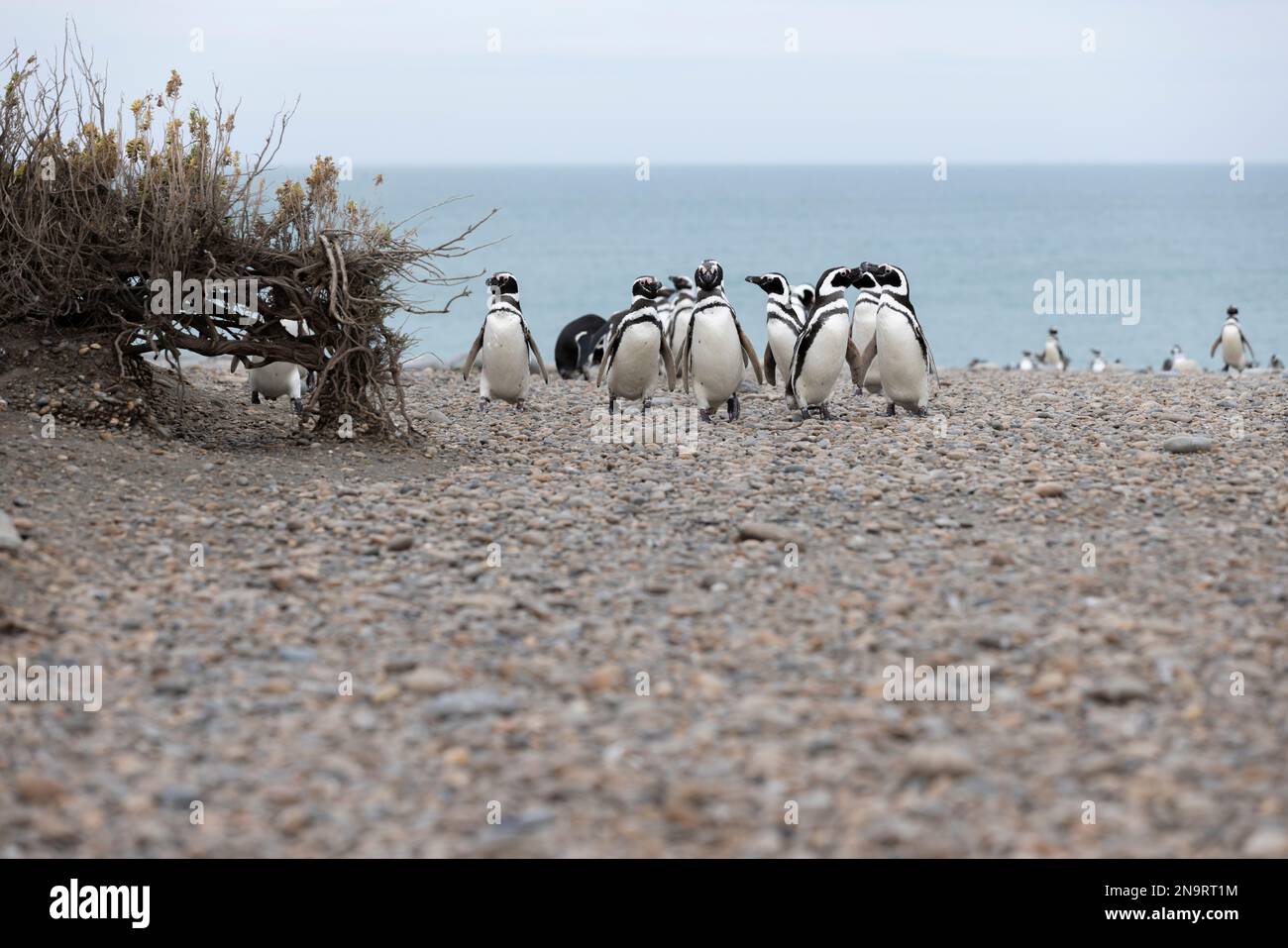 Reserva natural cabo virgenes hi-res stock photography and images - Alamy