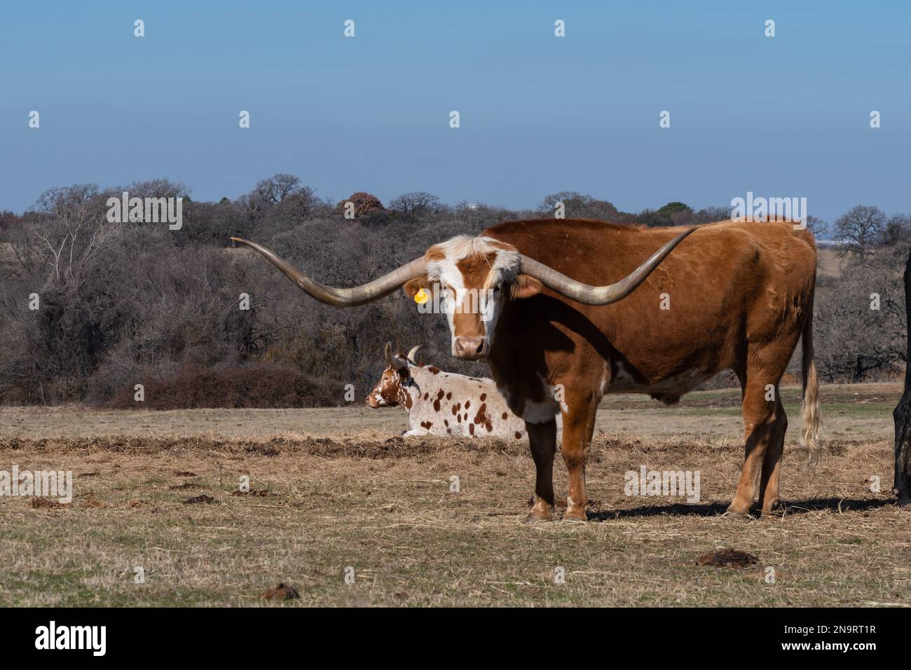 An orange Longhorn bull with a large stipe on its white face and long ...