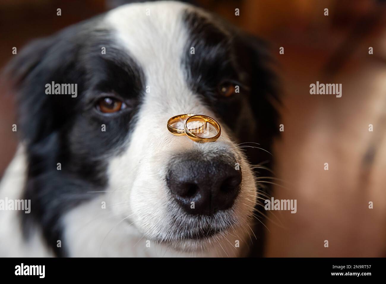 Puppy Wedding Proposal