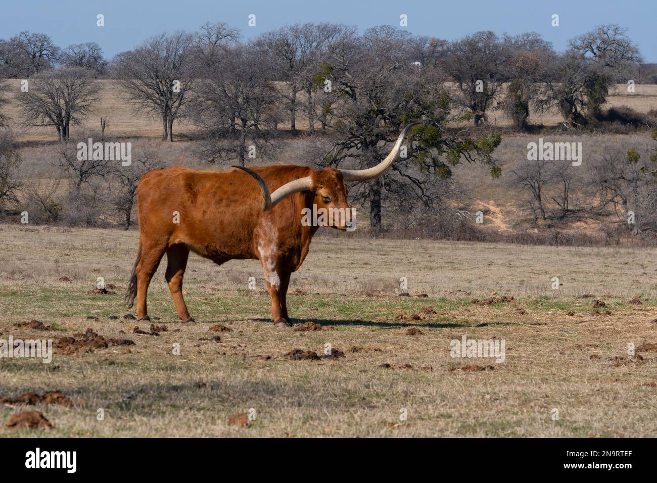 An orange Longhorn bull with long, curved horns and a splotchy, white ...