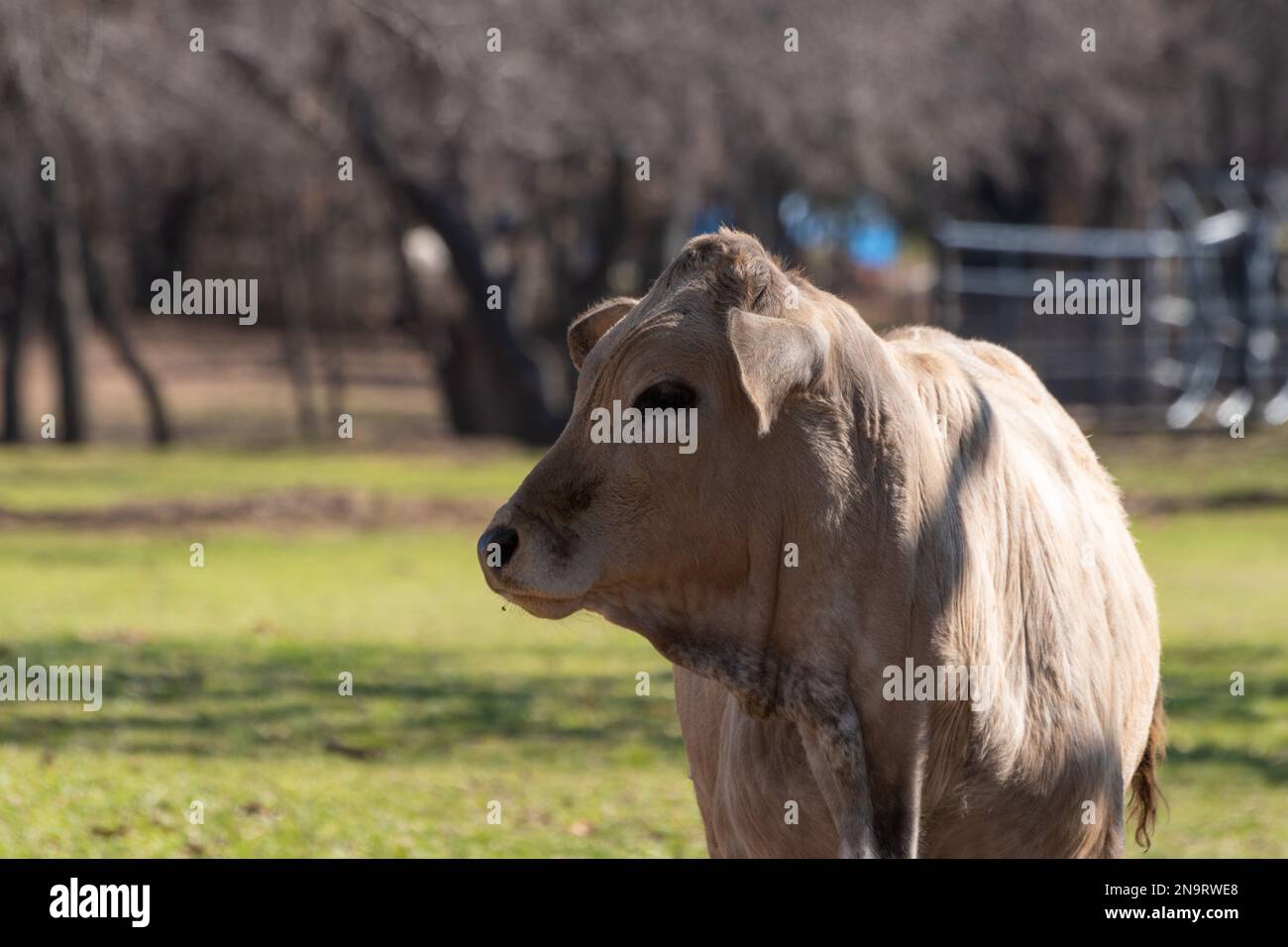 A closeup portrait of a young, cream colored Charolais calf with its ...