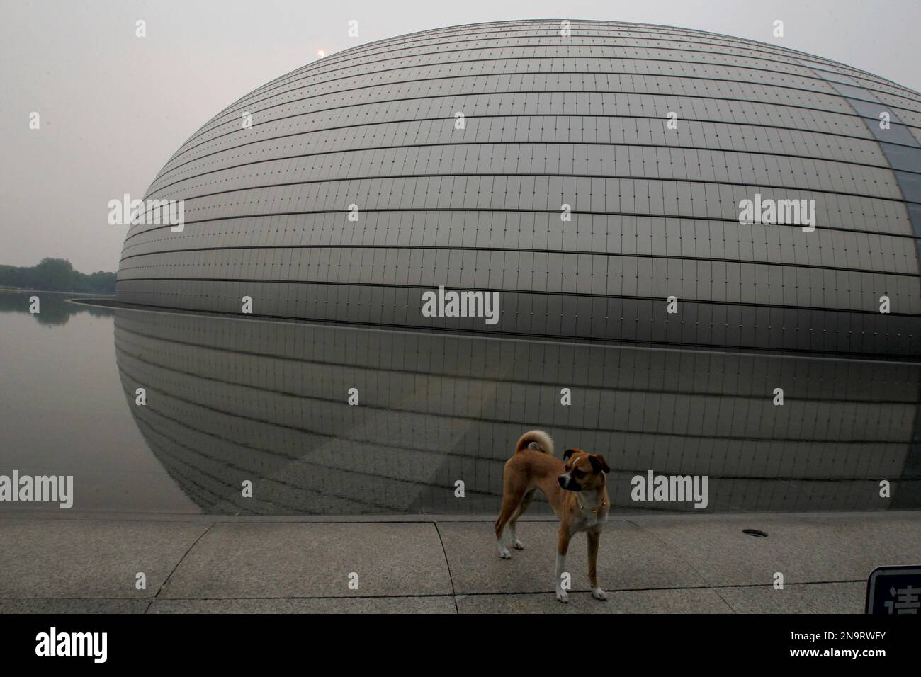 A dog looks back as a partial annular solareclipse takes place near the ...