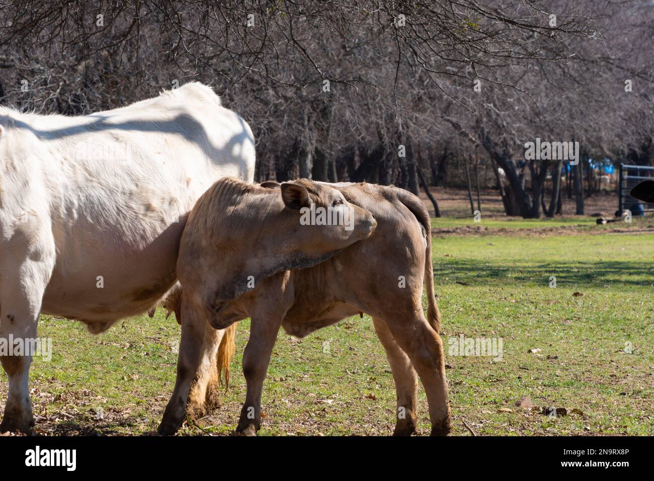 A tan Charolais calf standing next to its cream colored mother while ...