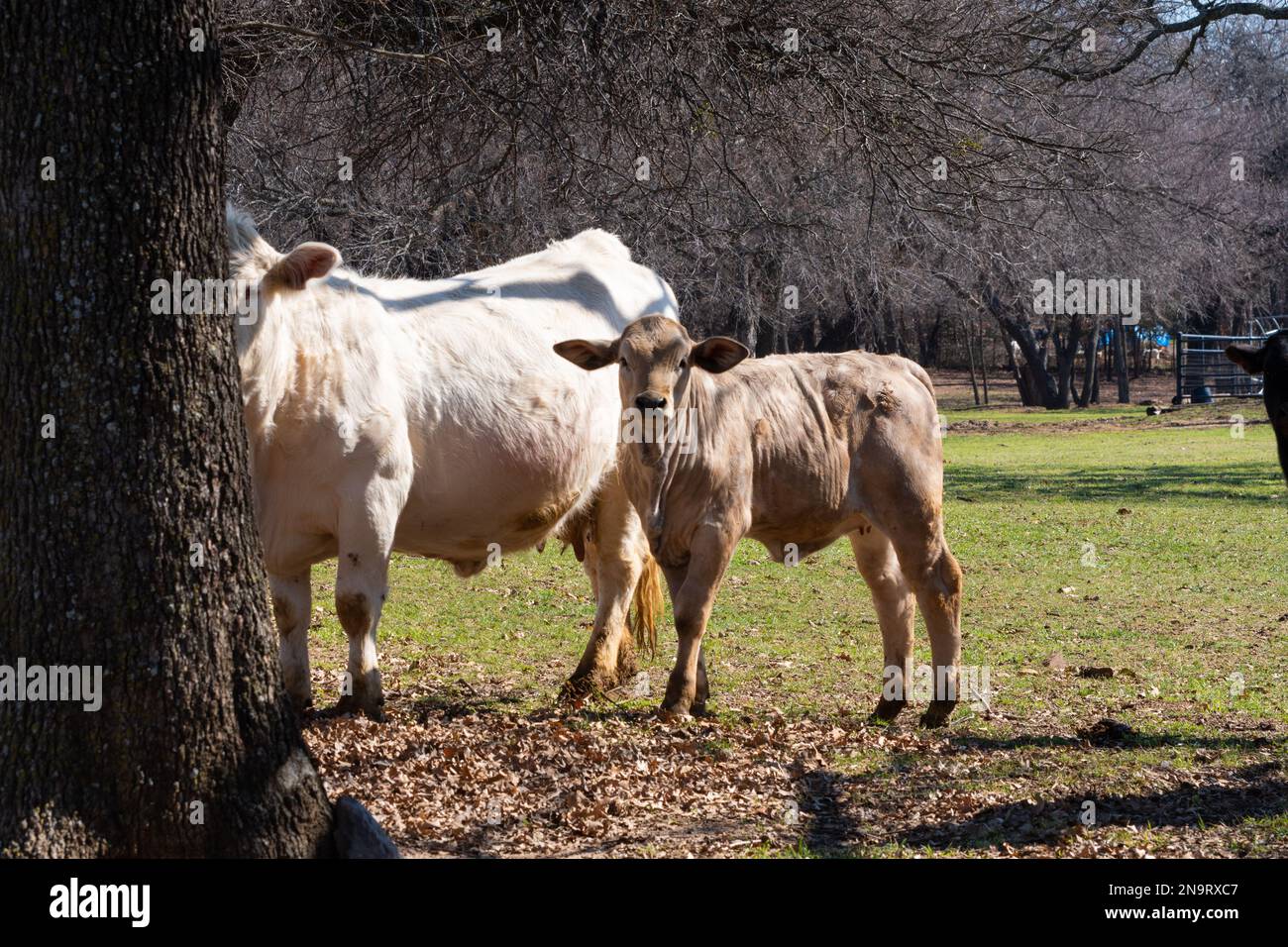 A cute, tan Charolais calf and its cream colored mother standing by a ...