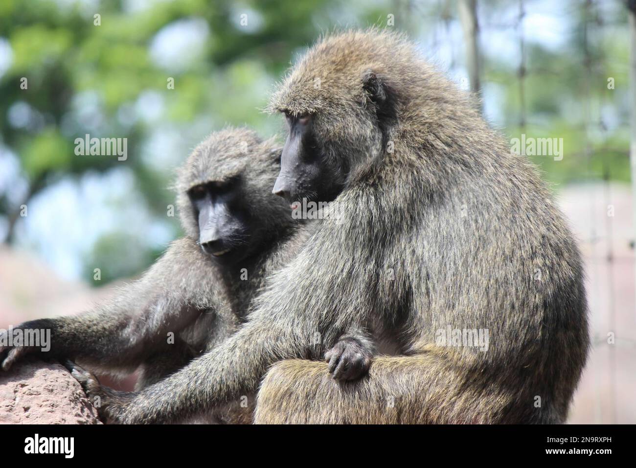 Baboons at the Toronto Zoo Stock Photo - Alamy