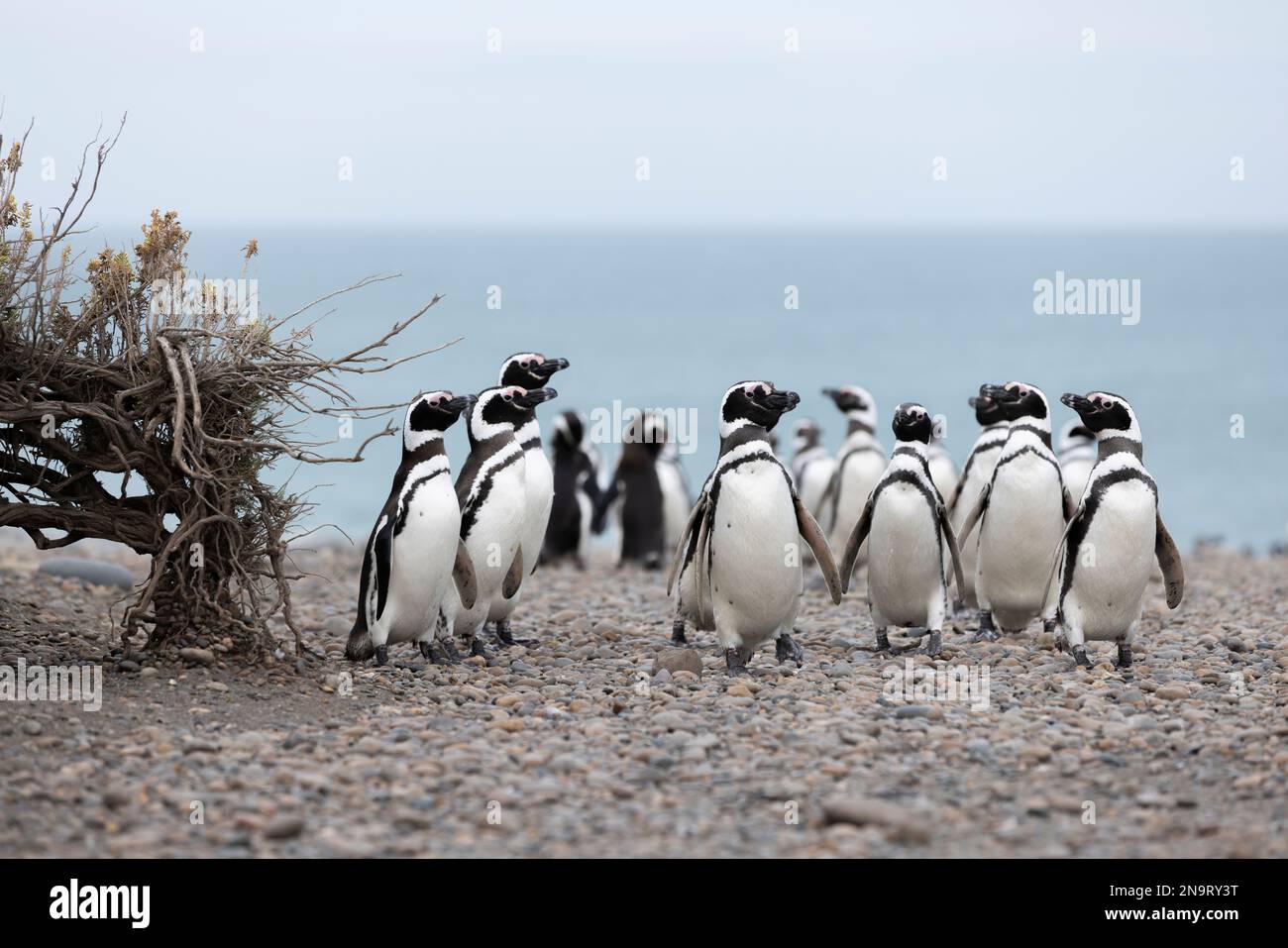 Reserva natural cabo virgenes hi-res stock photography and images - Alamy