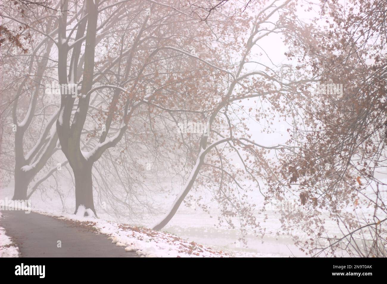 The trees in a park in winter in mist, cool for background Stock Photo ...
