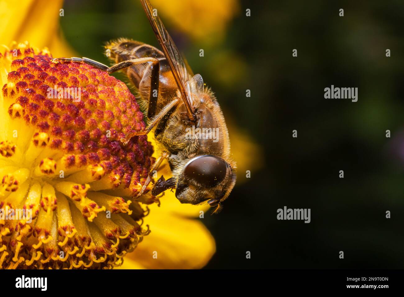 Honey bee covered with yellow pollen drink nectar, pollinating flower ...