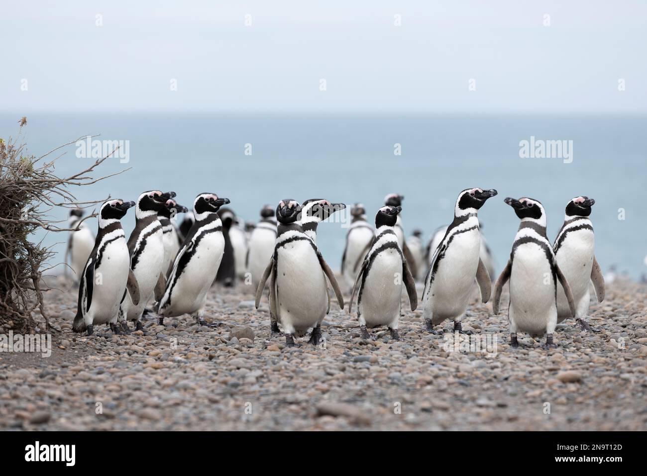 Reserva natural cabo virgenes hi-res stock photography and images - Alamy