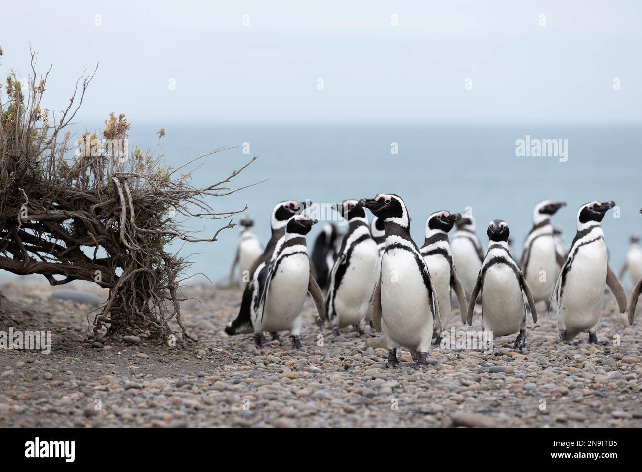Reserva natural cabo virgenes hi-res stock photography and images - Alamy