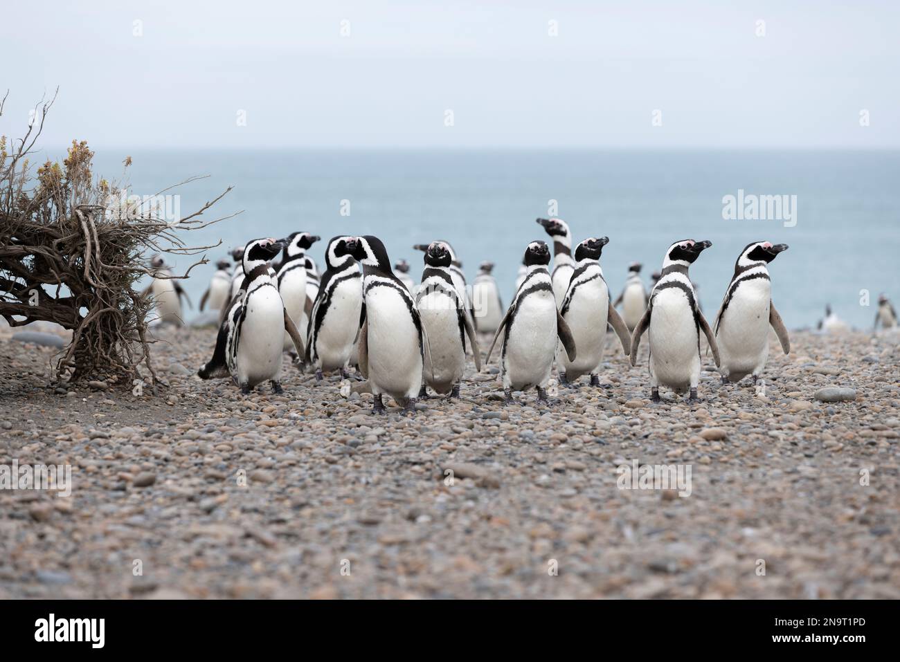 Reserva natural cabo virgenes hi-res stock photography and images - Alamy