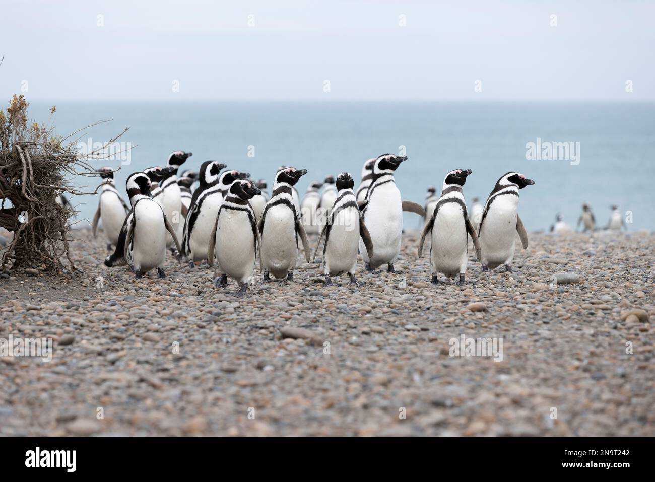 Reserva natural cabo virgenes hi-res stock photography and images - Alamy