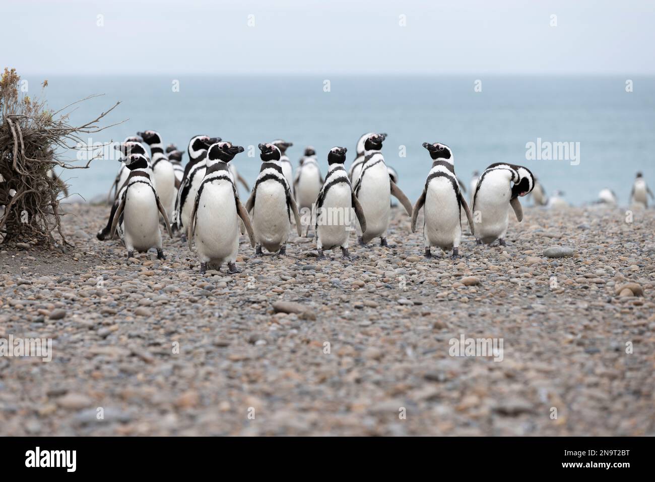 Magellanic penguins at the beach of Cabo Virgenes at kilometer 0 of the ...